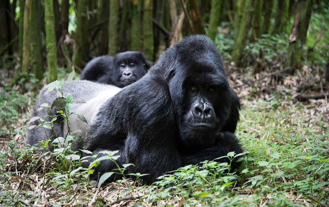Facts-About-Mountain-Gorillas | Rwanda Gorilla Tour