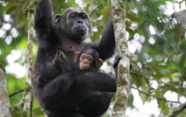 Chimpanzee tracking | Rwanda Gorilla Tour