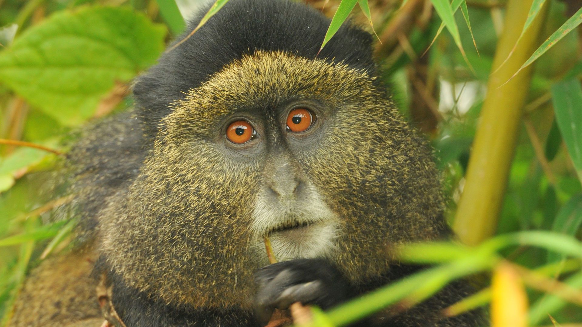 22 Days East Africa Safari: Visit Uganda, Rwanda, DR Congo & Burundi