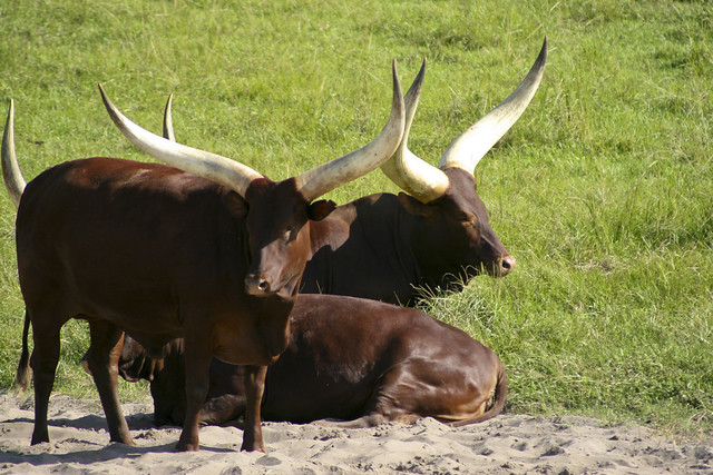 Cultural tours in Uganda and Rwanda | Rwanda Gorilla Tour